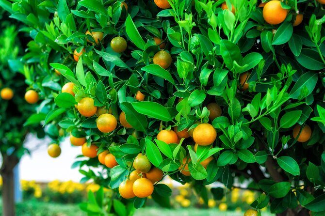 Green Canyon Cruise and Cabrio Bus Guided Tour - The Water Fight and Adventure Element