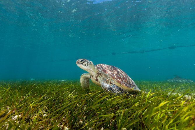 Green Island Day Trip from Cairns - Key Points