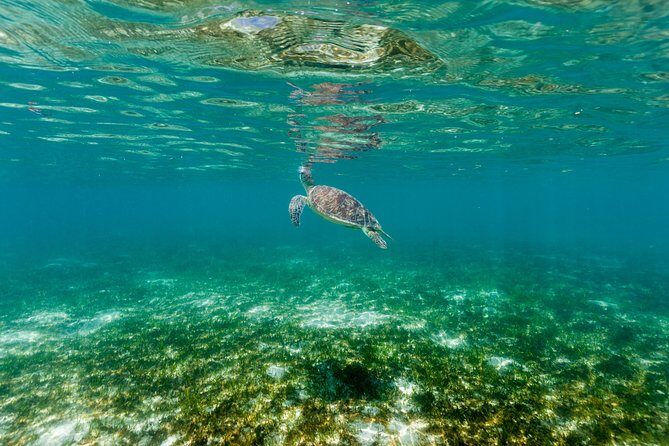 Green Island Day Trip from Cairns - Price and Value