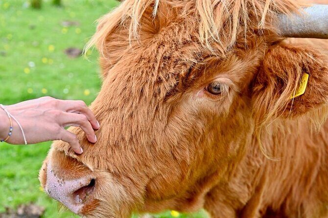 Greenock Cruise Excursion- Lochs and Castle Tour. Entry fees Inc. - Frequently Asked Questions (FAQs)