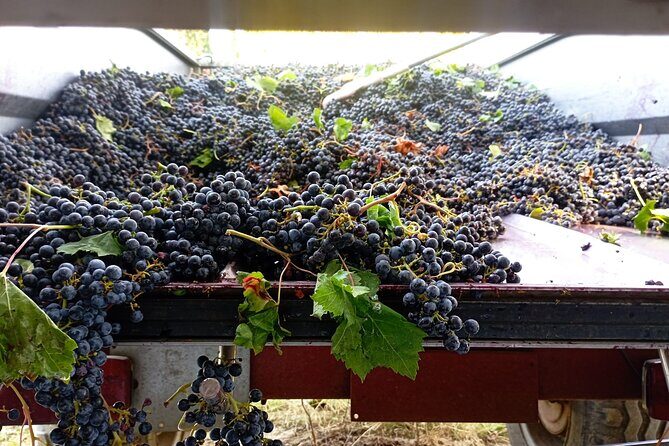 Greve in Chianti Wine Tasting and Winery Tour - Frequently Asked Questions