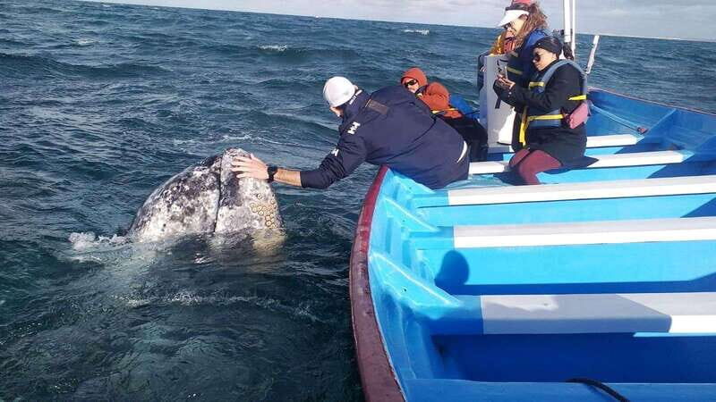 Grey Whale Watching at Mag Bay From Loreto - Value for Money: Is It Worth It?