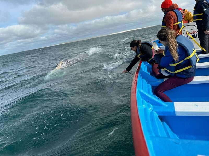 Grey Whale Watching at Mag Bay From Loreto - Who Is This Tour Best For?