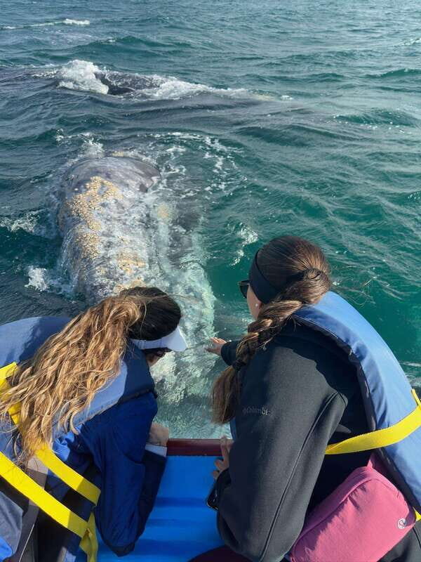 Grey Whale Watching at Mag Bay From Loreto - Final Thoughts: The Bottom Line
