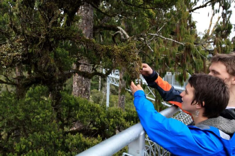 Greymouth: Hokitika Gorge and Tree Top Walkway Half-Day Tour - Authentic Experiences from Reviewers