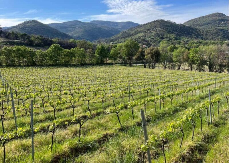 Grimaud: Horseback Riding & Wine Tasting in Maures Forest - Why This Tour Offers Great Value