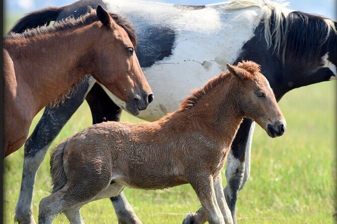 Group Boat Tours of Chincoteague & Assateague - Wild Ponies - An In-Depth Look at the Chincoteague & Assateague Boat Tour Experience