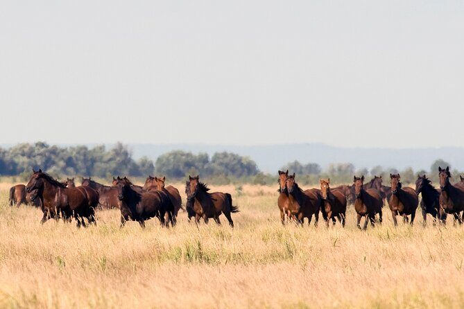 GROUP Guided Day Trip to the Danube Delta, Tulcea - Letea - An In-Depth Look at the Danube Delta Small-Group Tour