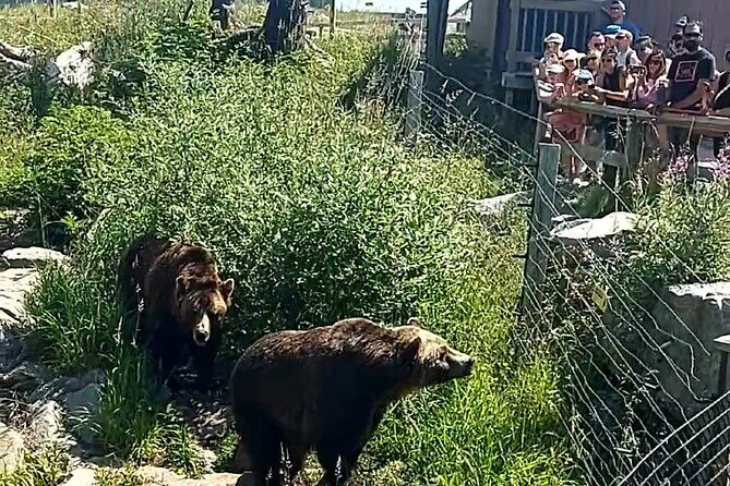 Grouse Hike and Capilano Bridge - What’s Included and What to Expect