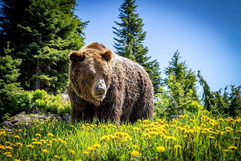 Grouse Mountain Skyride Admission Ticket - Seasonality and Weather Considerations