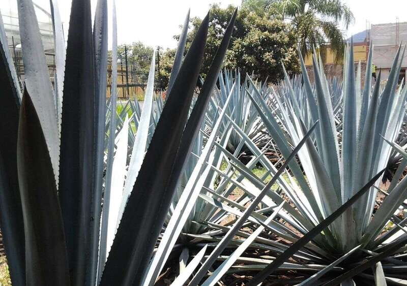 Guadalajara: Horse Riding on the Tequila Route with Tastings - An In-Depth Look at the Tour Experience