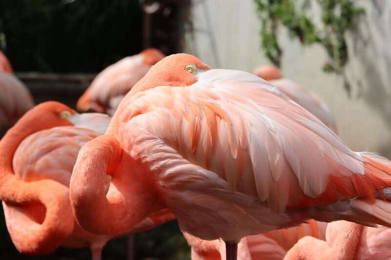 Guadalajara: ticket to Michin Aquarium - Exploring Acuario Michin: What to Expect