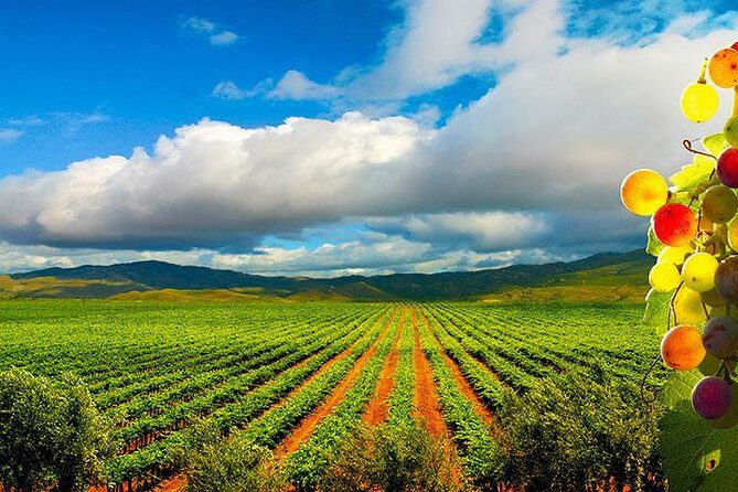 Guadalupe Valley Wine Route Tour in Baja California - An In-Depth Look at the Guadalupe Valley Wine Route Tour