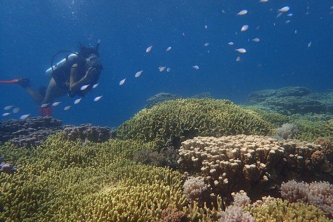 Guam's Best Beach Diving! Beginner and Advanced Dives - Who Will Love This Tour?