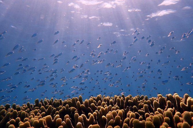 Guam's Private 5 Star Guided Snorkeling Tour! - Authentic Experiences and Hidden Gems