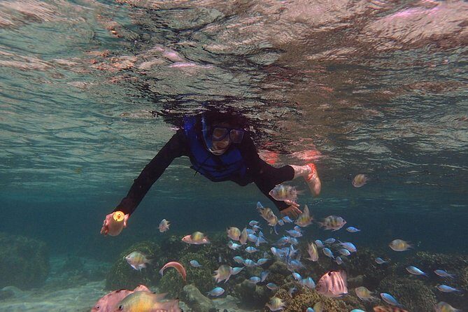 Guam's Private 5 Star Guided Snorkeling Tour! - Who Will Love This Tour?