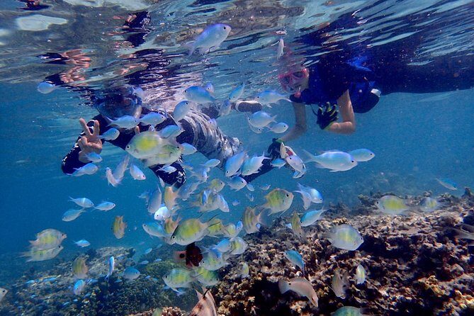Guam's Private 5 Star Guided Snorkeling Tour! - The Sum Up