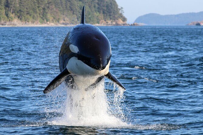 Guaranteed Whale Watch Tour from Anacortes - Key Points
