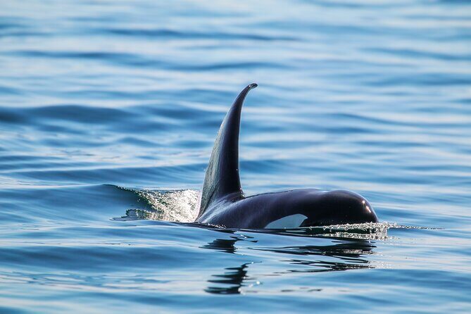 Guaranteed Whale Watch Tour from Anacortes - The Sum Up: Who Should Consider This Tour?