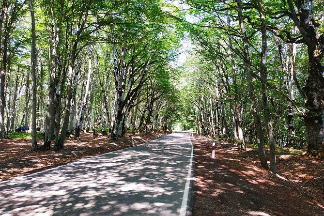 Gudauri Tour with Sabaduri Forest, Ananuri, Panorama Gudauri - An In-Depth Look at the Tour Experience