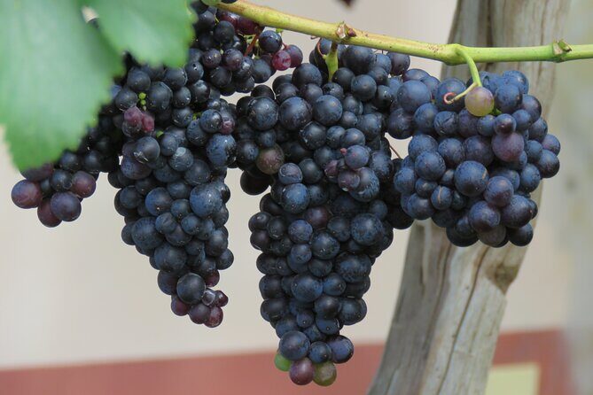 Guided 4x4 Adventure and Skywalk with Wine and Tapas in Madeira - The Sum Up