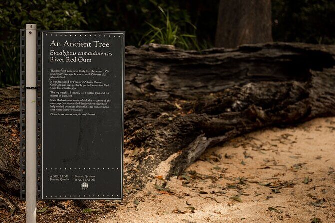 Guided Aboriginal Cultural Tour of Adelaide Botanic Garden - The Itinerary: What to Expect