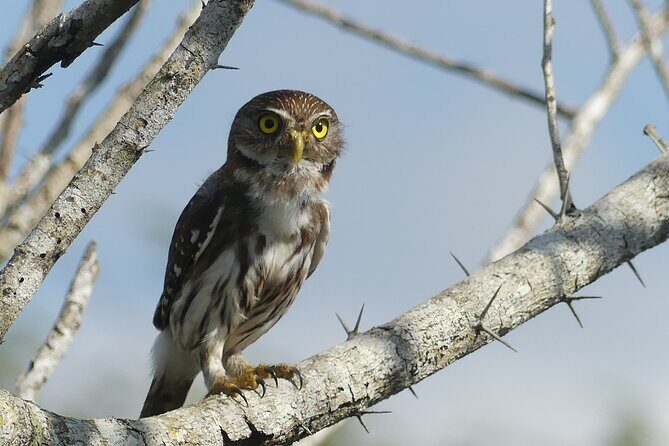 Guided Bird Watching Private Tour in Rio Lagartos from Tulum - Discovering Rio Lagartos: An Authentic Birdwatching Experience
