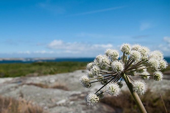 Guided boat tour to Vinga in Gothenburg - A Closer Look at the Vinga Boat Tour Experience