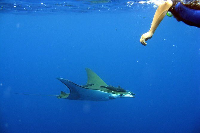 Guided by Divemaster, Cabo San Lucas short Snorkeling Tour MANTA - Pricing and Value