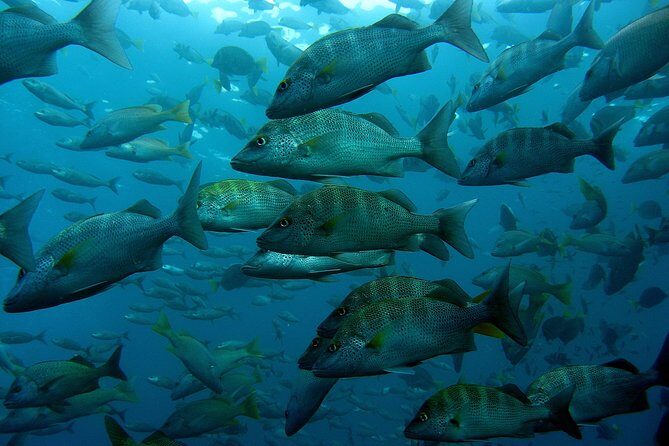 Guided by Divemaster, Cabo San Lucas short Snorkeling Tour MANTA - Authentic Experiences from Reviewers