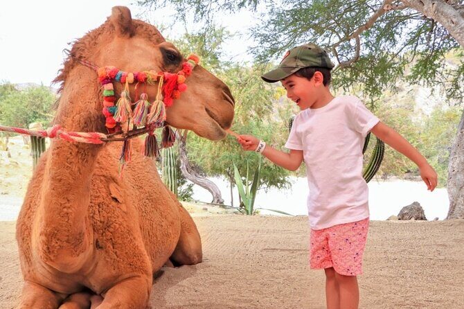 Guided Canyon Camel Ride in Wild Canyon Adventure Park - Key Points  