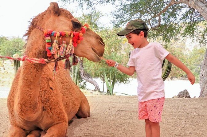 Guided Canyon Camel Ride in Wild Canyon Adventure Park - FAQs