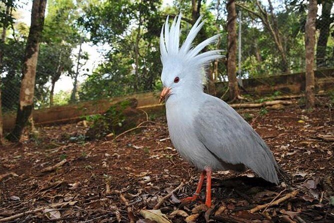 Guided City Orientation Tour of Noumea - FAQs