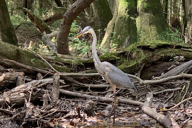 Guided Congaree National Park Kayak Tour - Discovering Congaree: An Outstanding Ecosystem