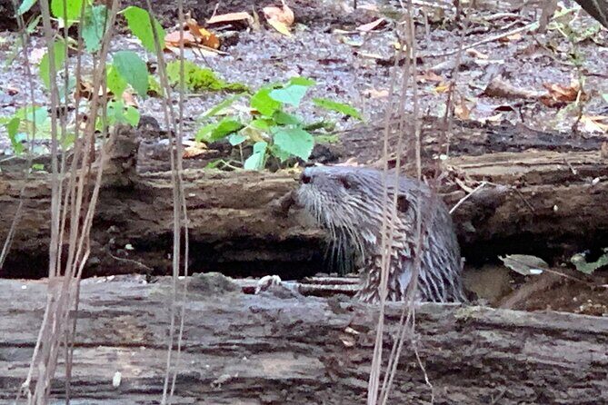 Guided Congaree National Park Kayak Tour - The Sum Up