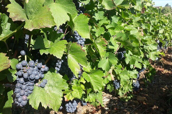 Guided Day Tour and Wine Tasting Northern Rhône Valley - FAQs