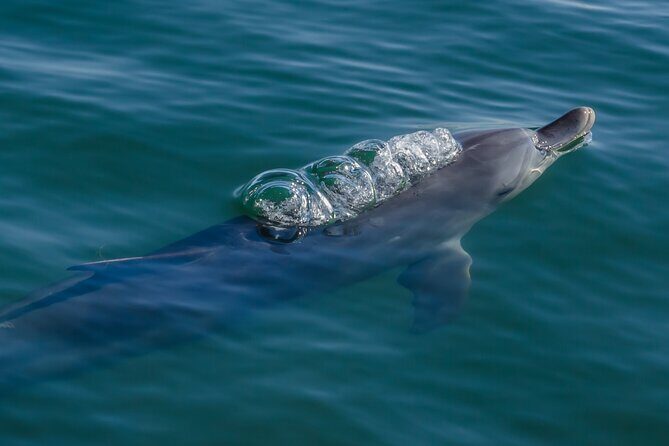 Guided Dolphin Eco-Cruise in Koombana Bay - Why This Tour Excels
