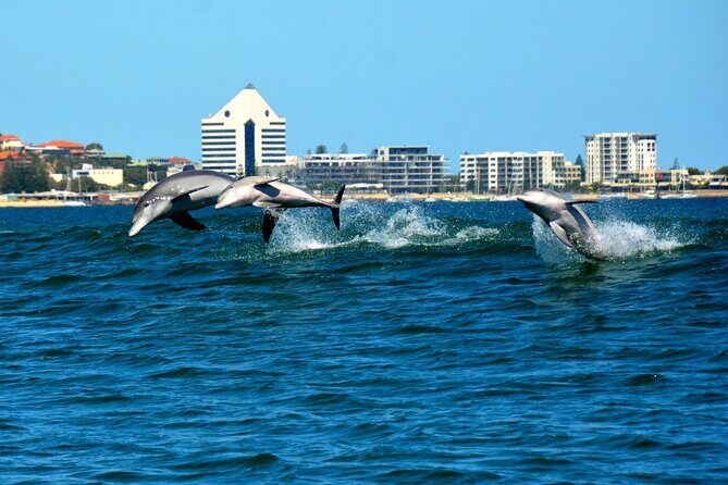 Guided Dolphin Eco-Cruise in Koombana Bay - Authentic Insights from Reviewers