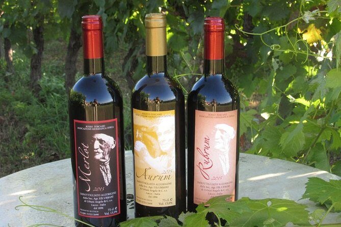 Guided E-Bike Tour with Wine Tasting from Lucca - Who Will Love This Tour?