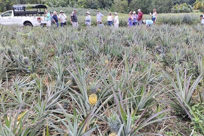 Guided Excursion in 4x4 in Moorea between Land and Sea - FAQ