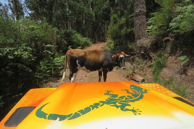 Guided Exploration of Southwest Madeira in a 4x4 - Exploring Madeira’s Southwest in a 4x4: A Genuine Adventure  