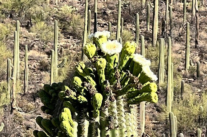 Guided Hike in the Sonoran Desert - The Sum Up