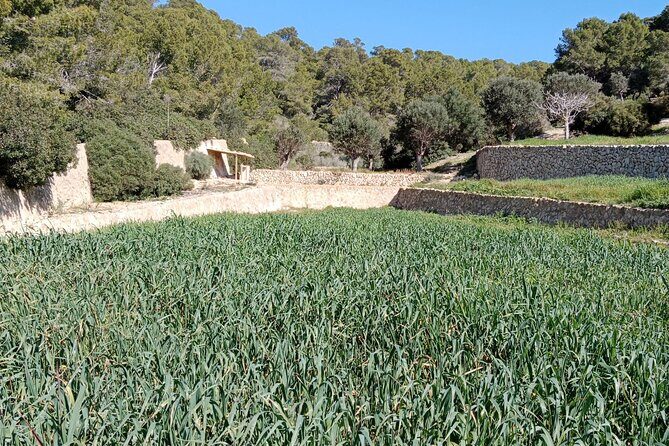 Guided Kayak & Hike from Sant Elm to Sa Dragonera - The Sum Up