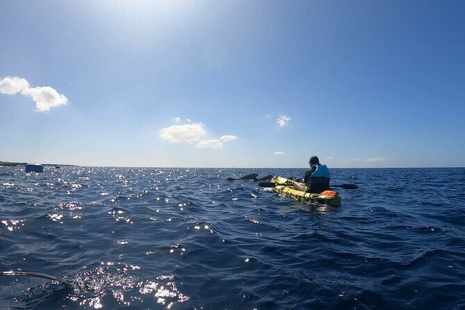 Guided Kayak Tour From Los Cristianos Beach Tenerife - The First Stop: Fish Farm and Marine Wildlife
