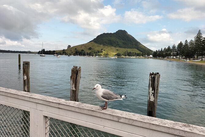 Guided Mori History and Culture Tour to Rotorua and Tauranga - The Practicalities