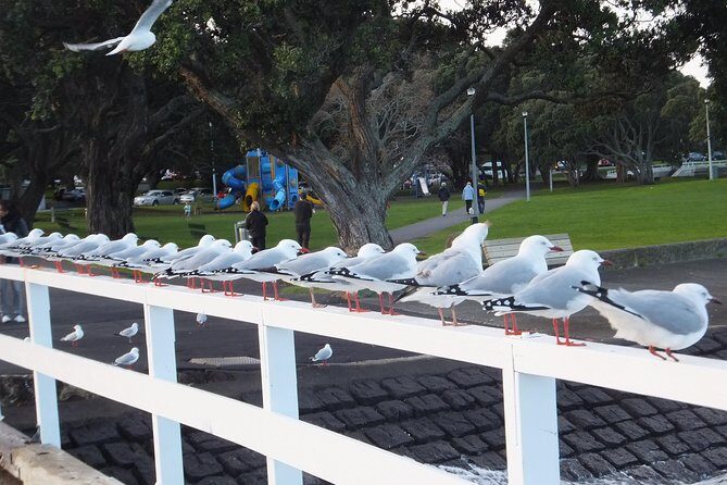 Guided North Head Fort Segway Tour in Devonport Auckland - Authentic Experiences from Reviews