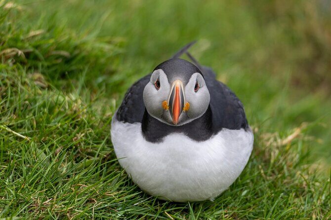 Guided Puffin Safari Boat Tour - Key Points