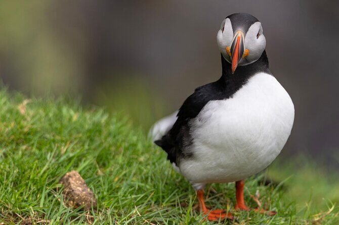 Guided Puffin Safari Boat Tour - What Makes This Tour Stand Out