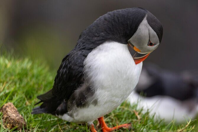 Guided Puffin Safari Boat Tour - FAQ