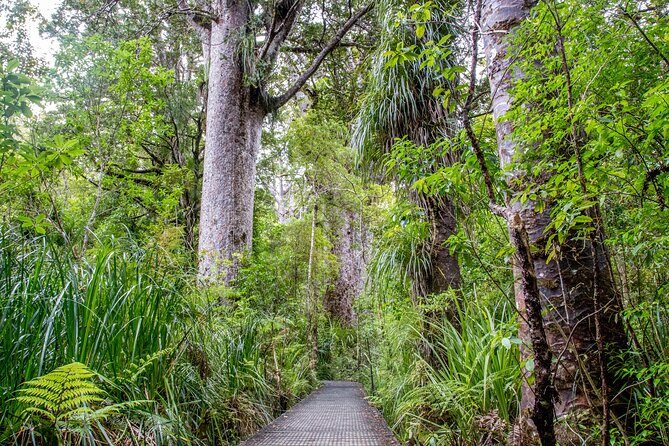 Guided Puketi Kauri Forest Tour in Bay of Islands - Key Points